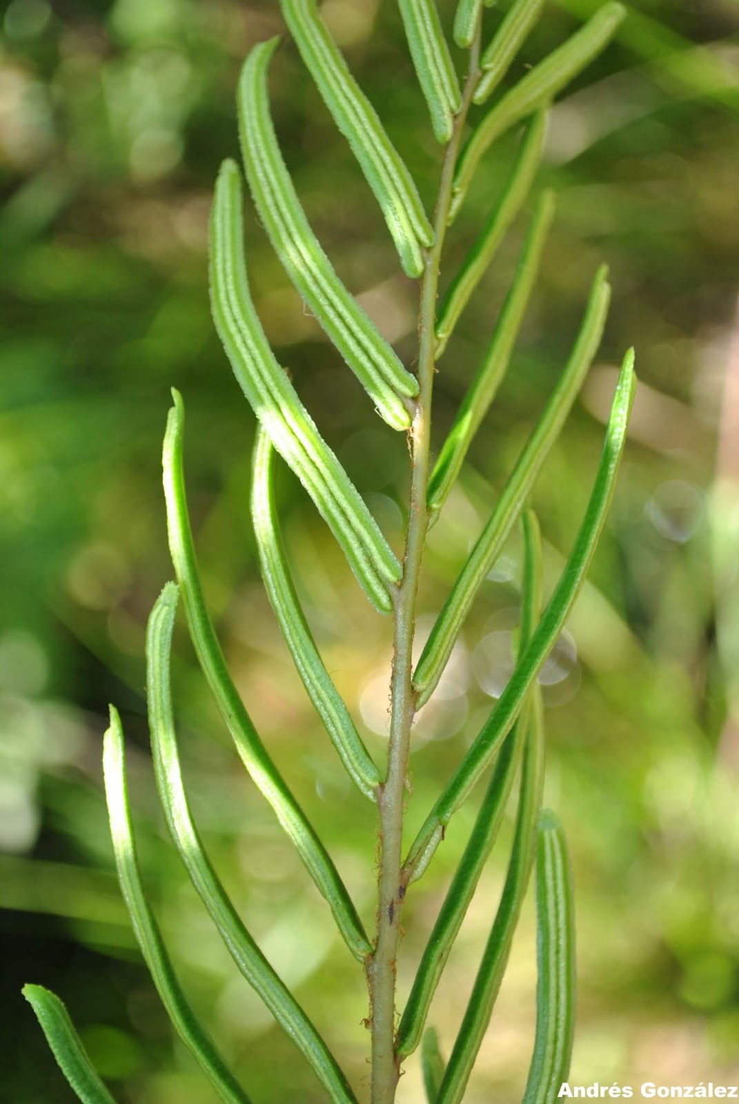 FOTOS DE FLORA NATIVA Y ADVENTICIAS DE URUGUAY : Parablechnum cordatum ...