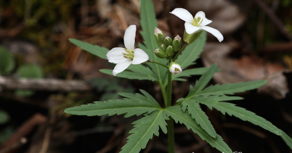 "What's Blooming Now" : Cutleaf Toothwort, Pepper Root (Dentaria ...