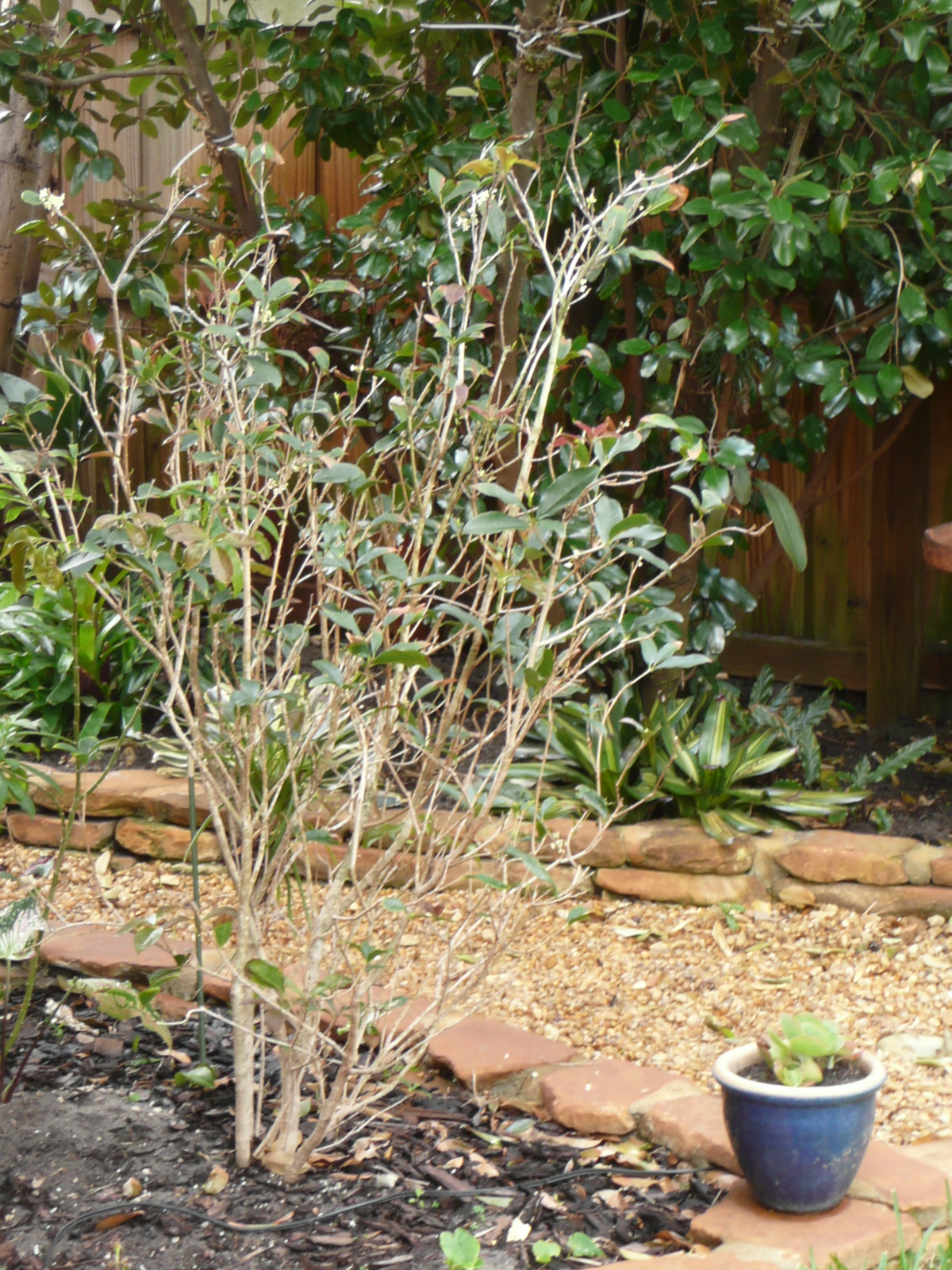 Gardening South Florida Style: Sweet Tea Olive - Osmanthus fragrans