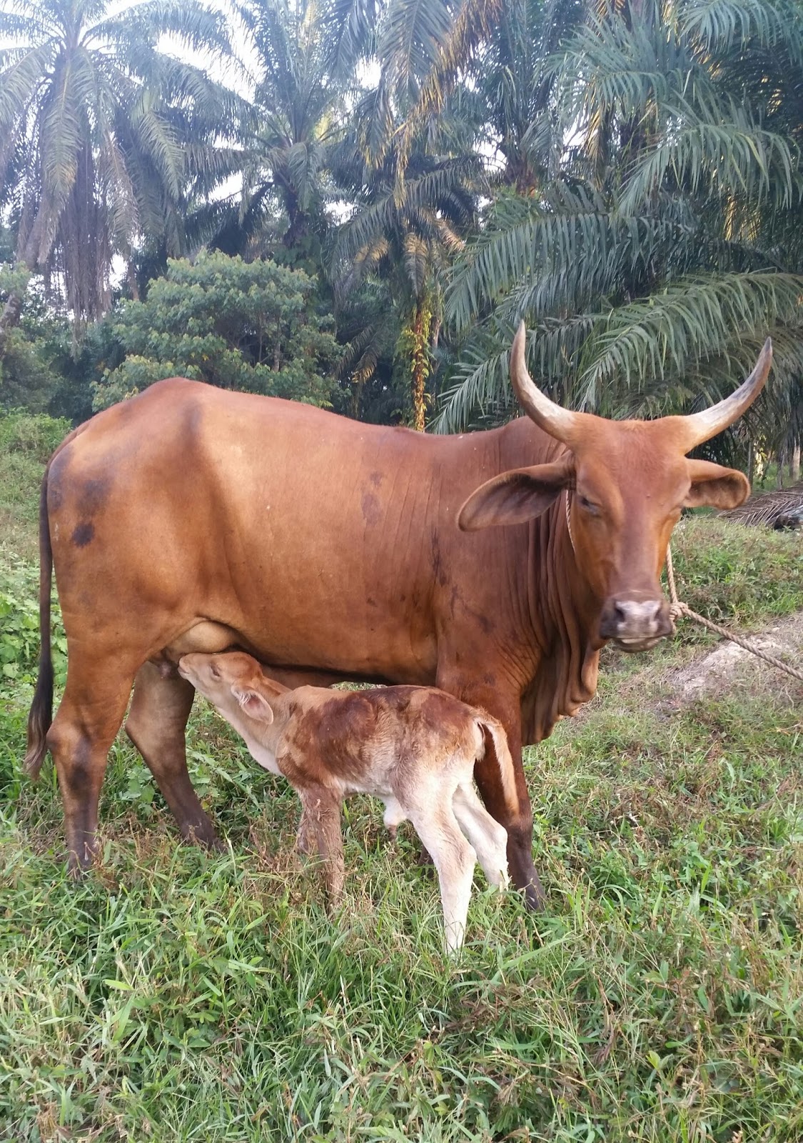Warisan Petani: Ternakan Lembu 9.