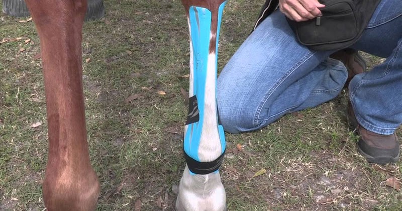 How to Prevent Equine Shin Splints - biographypedia