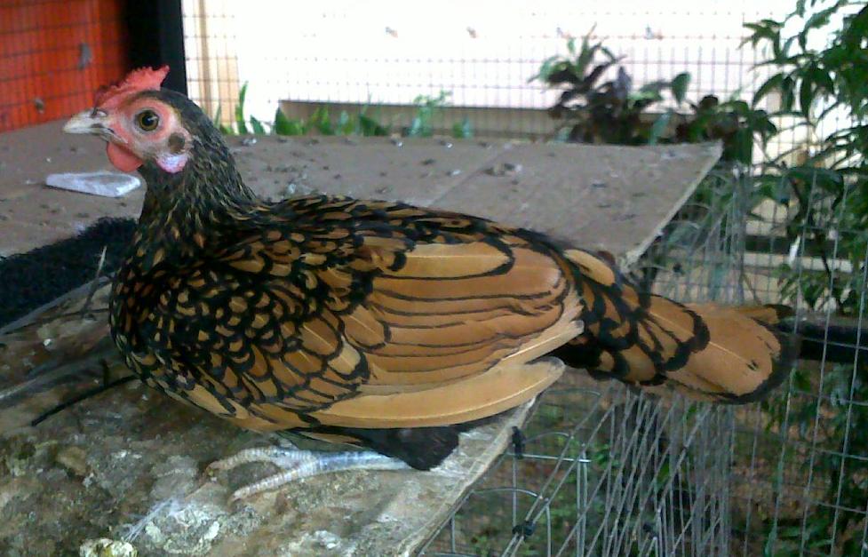 anizam agrofarm: Golden Sebright + Serama