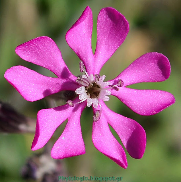 Silene colorata , Poir. | Ελληνική Φύση - Βοτανολογία
