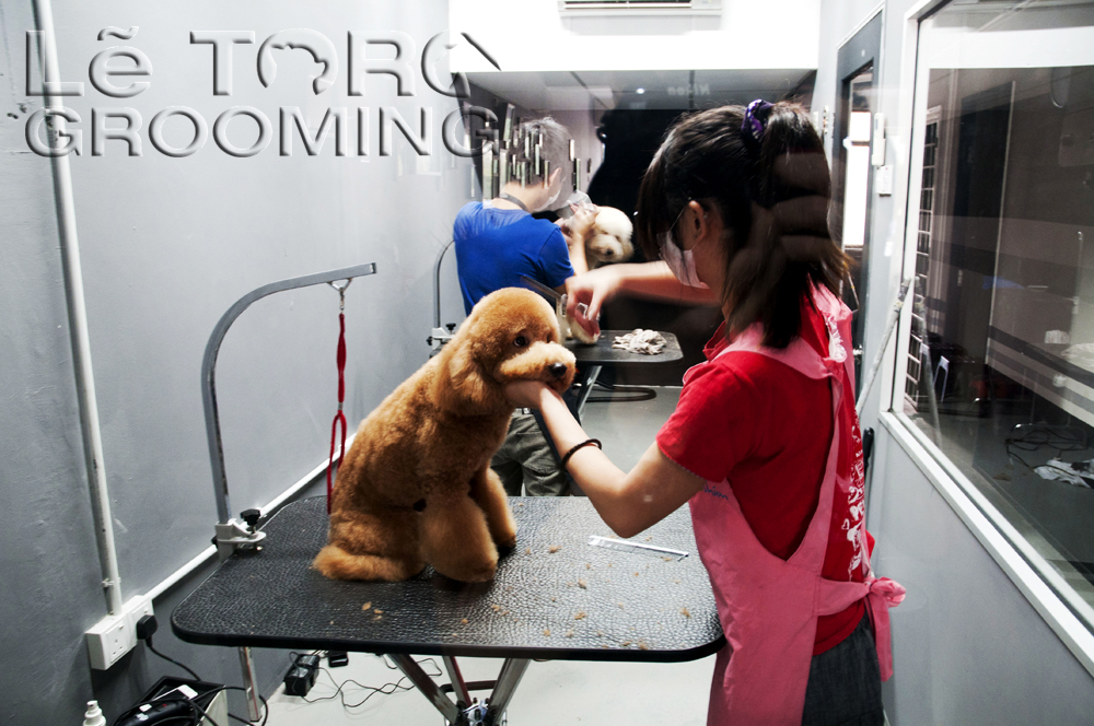 Squido の ペット不思議の国: Poodle's birthday party celebration at LeToro Grooming