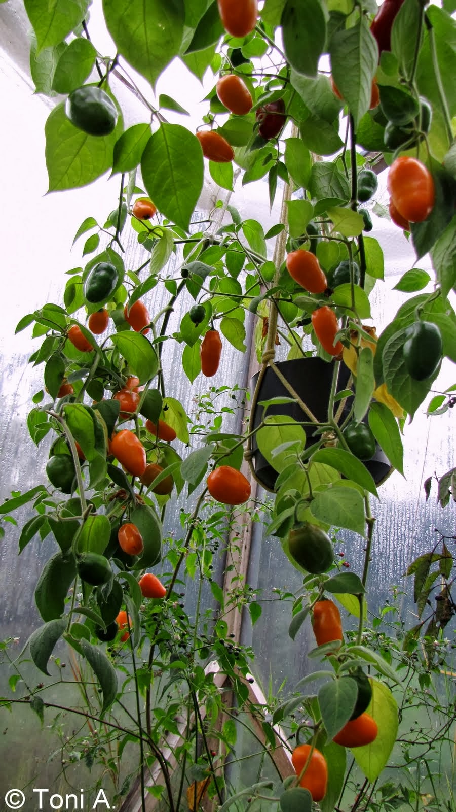 Chilistelyä willisti Sushrajalla!: Rocoto Guatemala Orange