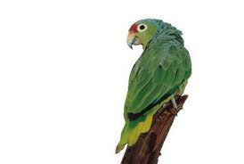 Biología I: Perico Verde