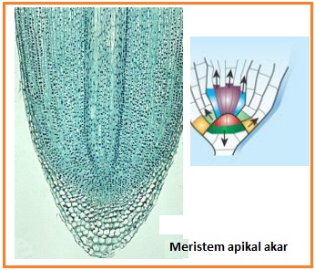 MERISTEM - Biology Page