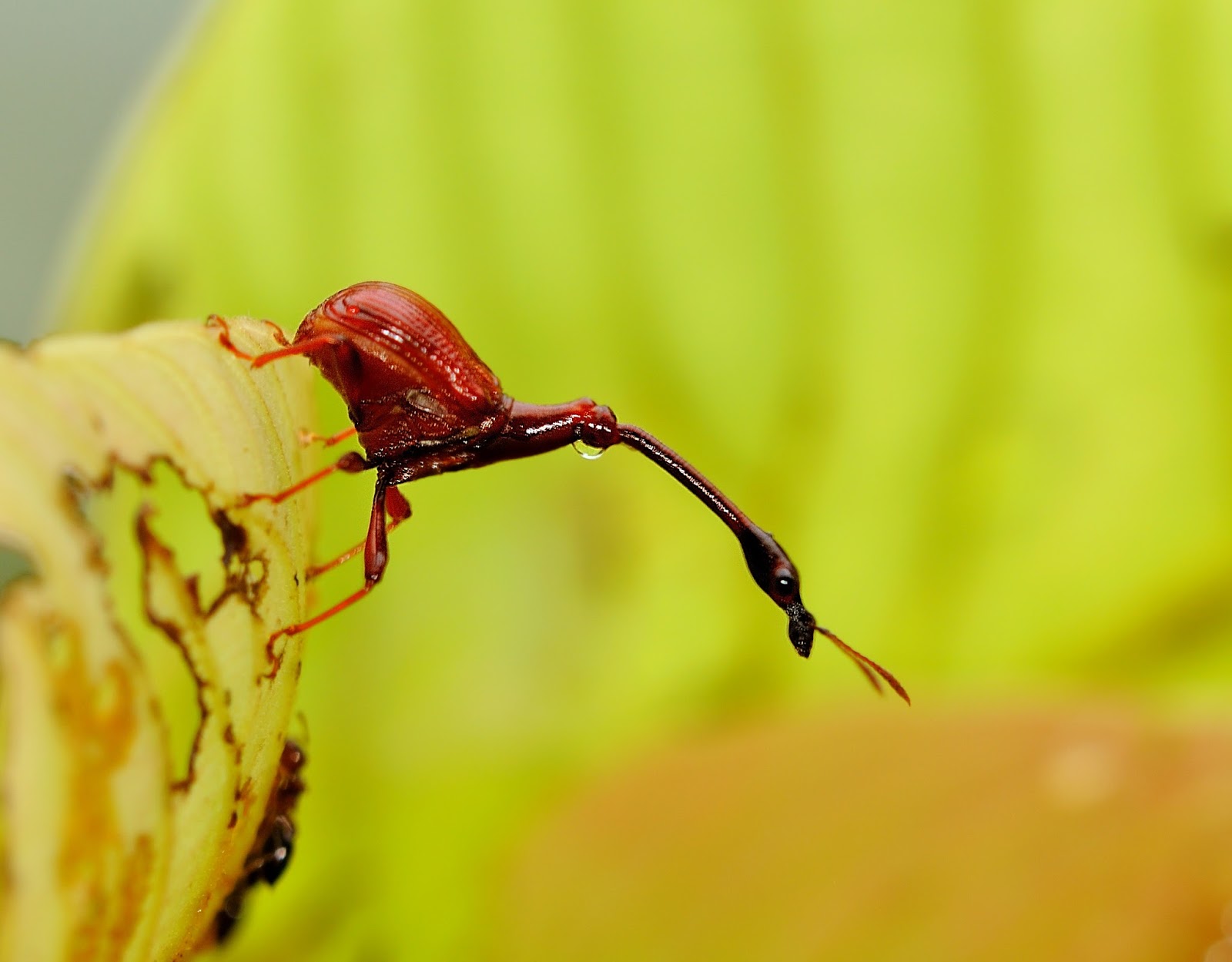 Small Wonders: Giraffe Weevil.