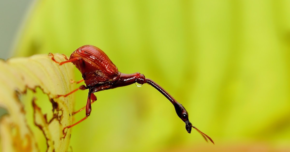 Small Wonders: Giraffe Weevil.