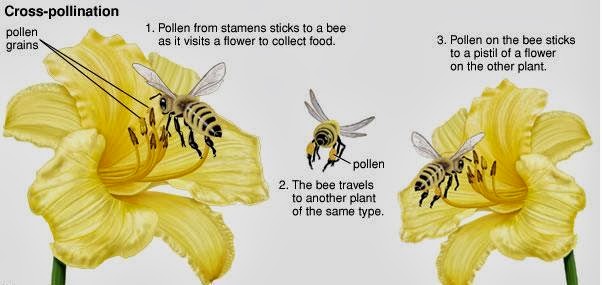 Mechanism of pollination ~ plant pollination