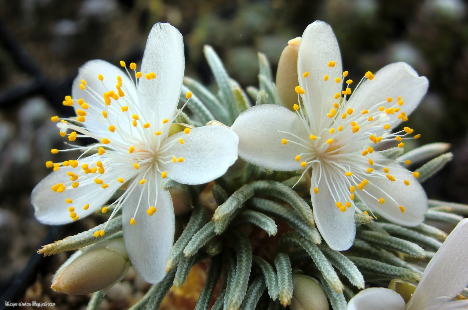 Lithops Stories: Avonia flowering (22 pics)
