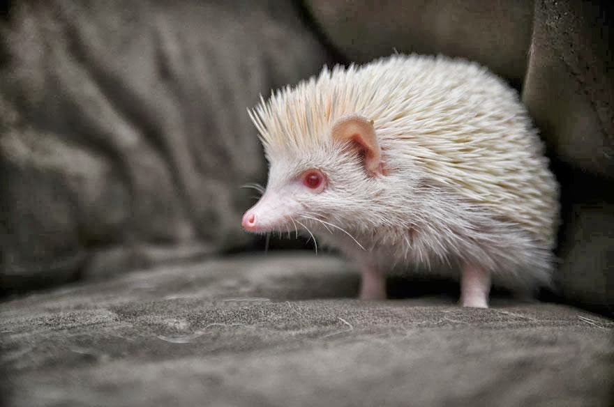 Spades & Hearts: 25 Albino Animals