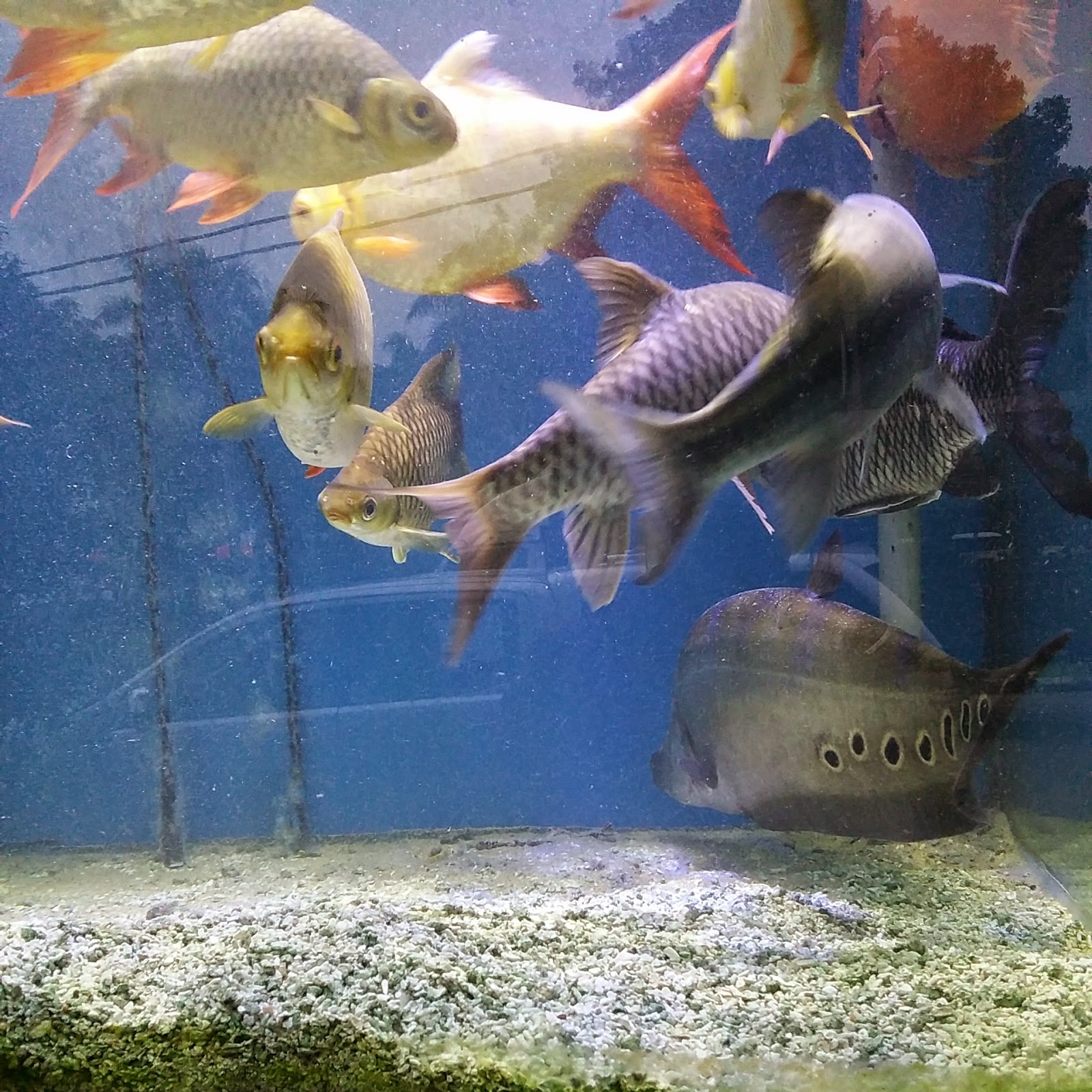 Ikan Comel Hiasan Rumah | Cerita Budak Sepet