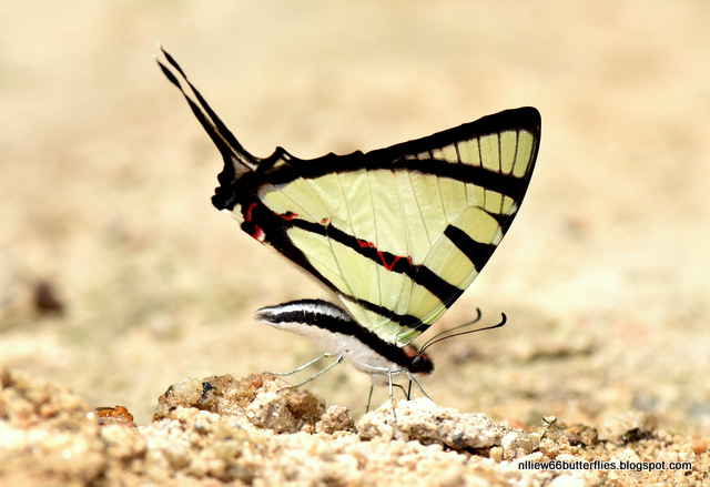 The Forested Path (and Beyond): BUTTERFLIES of RAUB: The Fourbar ...