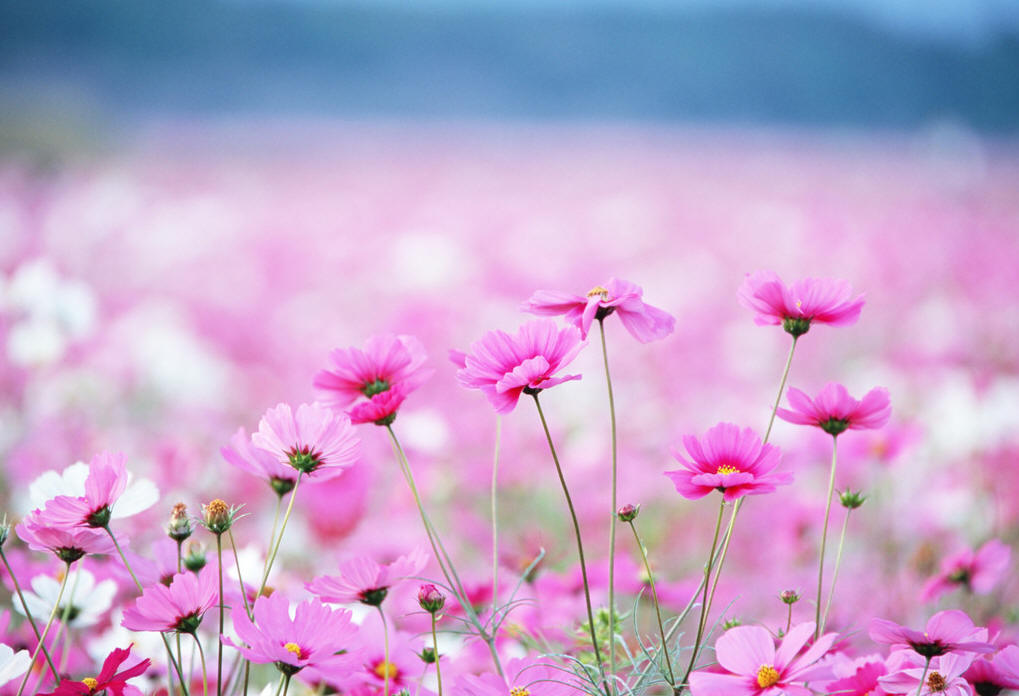 CultivateFlowerGuide: How to breed Garden Cosmos