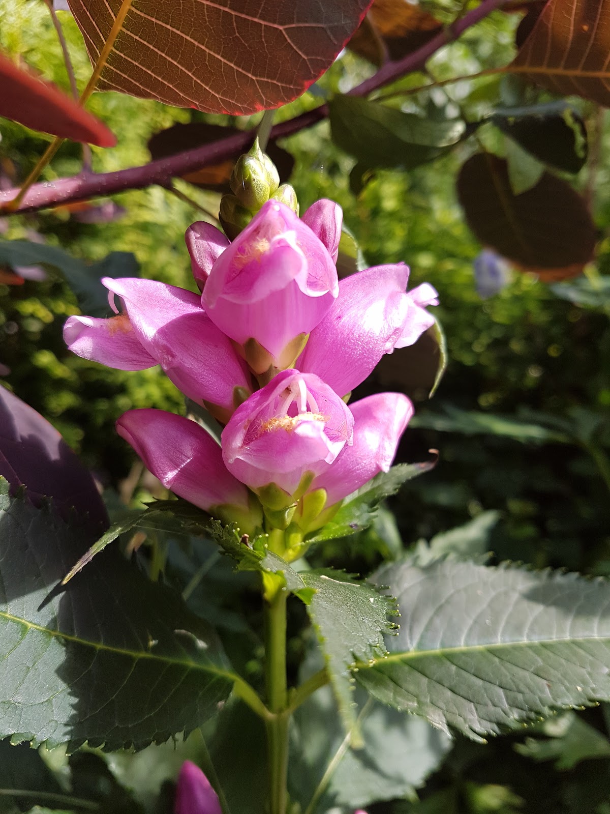 Fruens Flora: Farger...