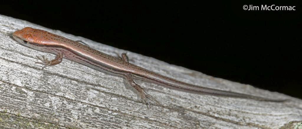 Ohio Birds and Biodiversity: Ground Skink, Scincella lateralis