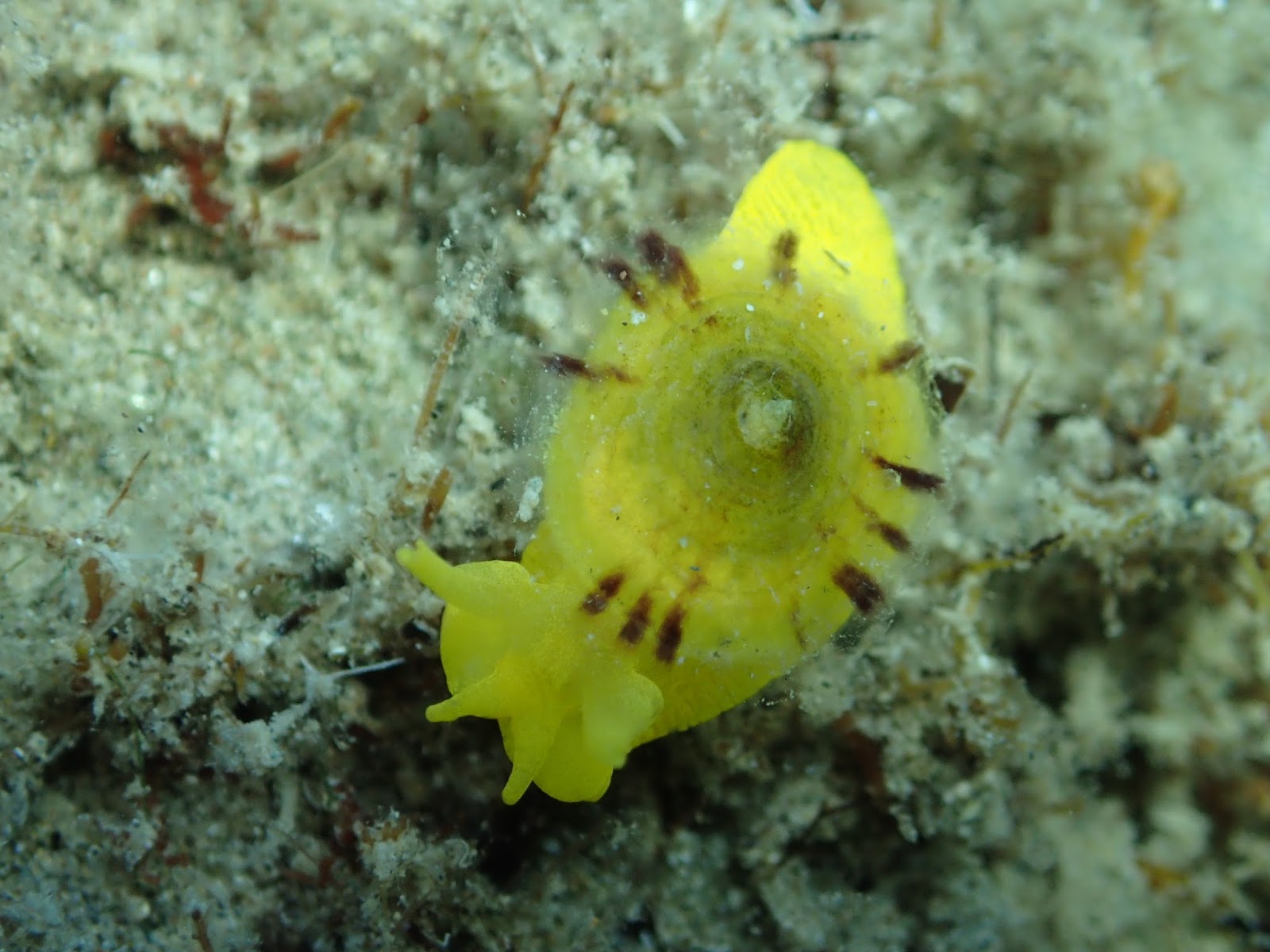 Biodiversity of Cyprus by NGO Protection of the Natural Heritage and ...