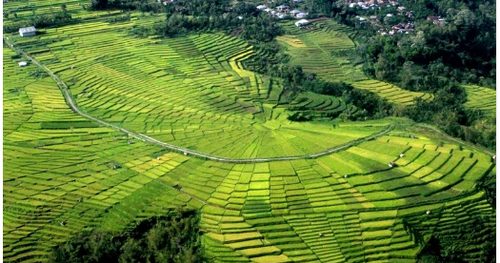Sawah Padi Seperti Sarang Labah labah.