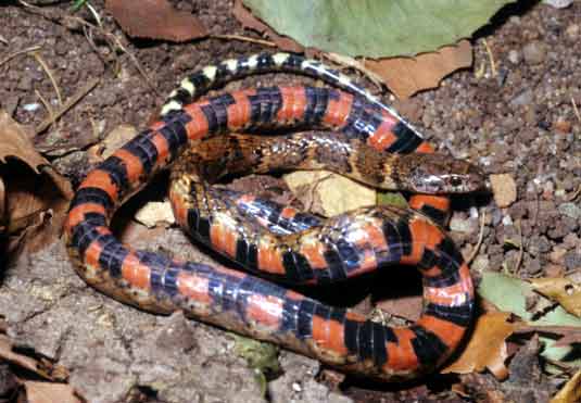 Serpentes Brasileiras - Espécies: Liophis cobella (Linnaeus, 1758)
