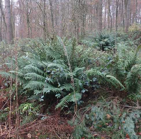 Oxfordshire Botany: 2017