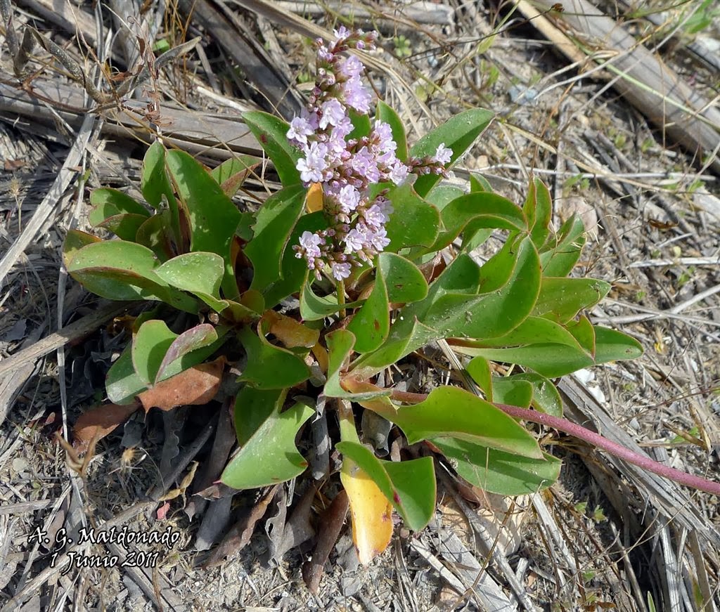 BIODIVERSIDAD COSTA GRANADINA Y...: Saladilla (Limonium sp.)