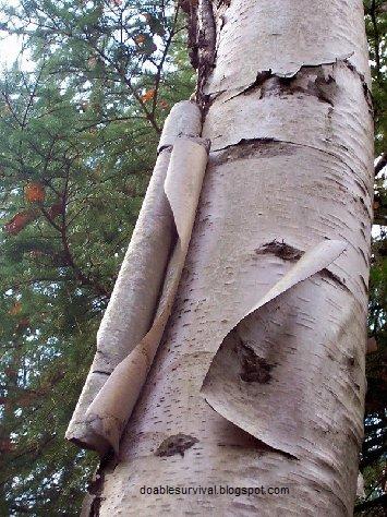 Survival and Preparedness on a Budget: Edible Birch, Chaga