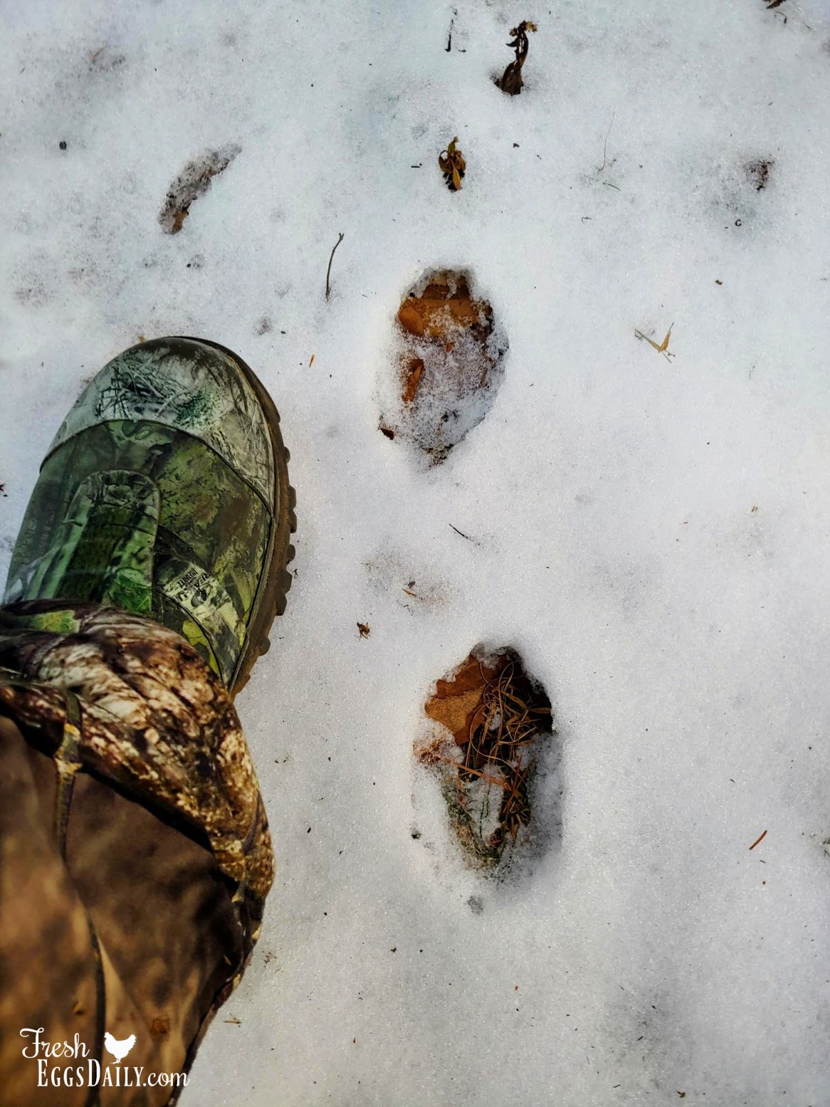 Identifying Predator Prints in the Snow - Fresh Eggs Daily® with Lisa ...