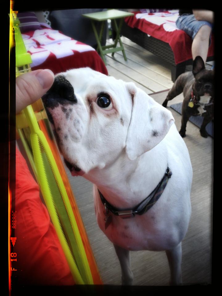 Poooh Busters Blog: Saturday - "B" is for Boxer