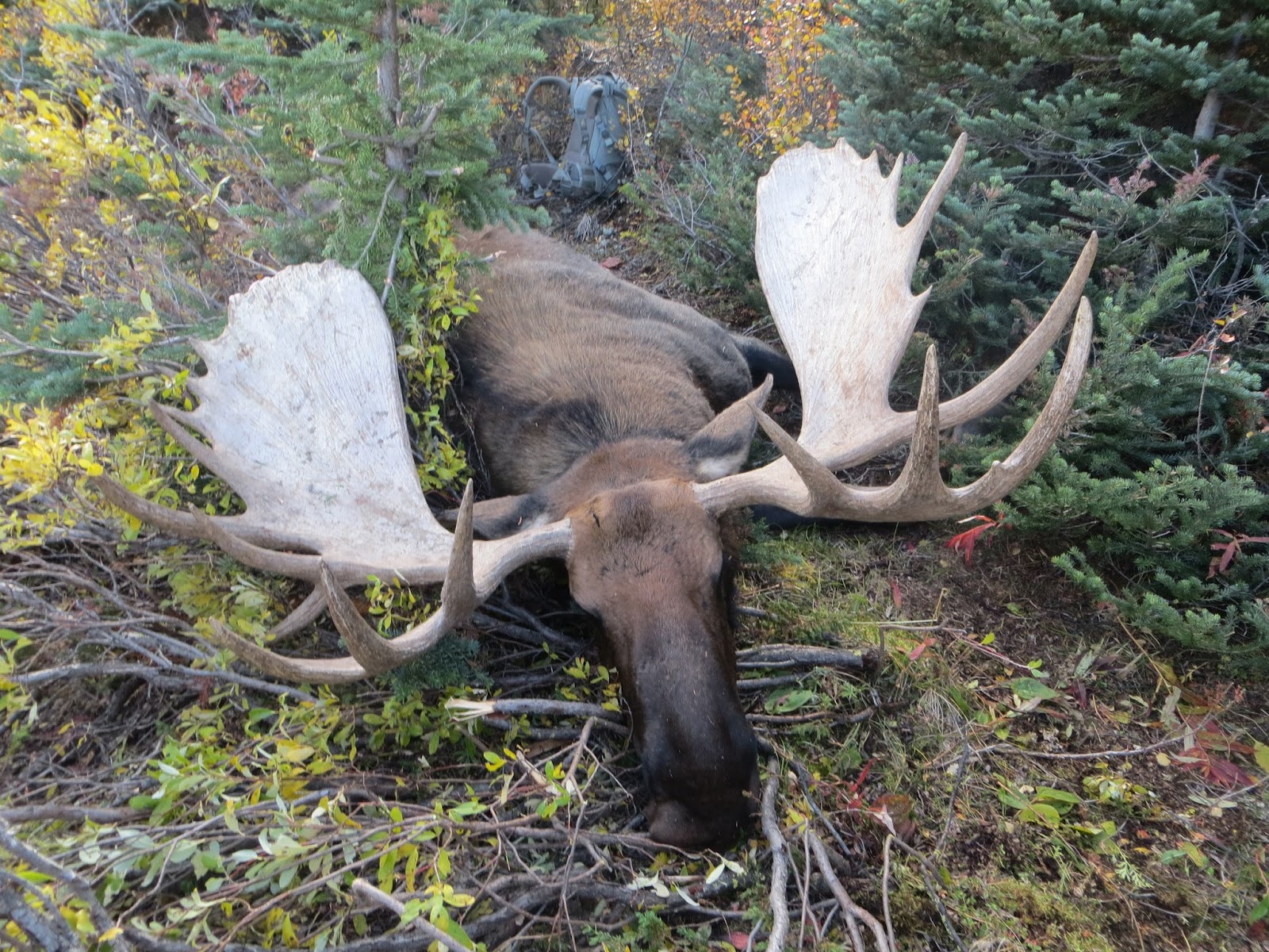 D'Arcy Echols & Co.: British Columbia Adventure, Part 2