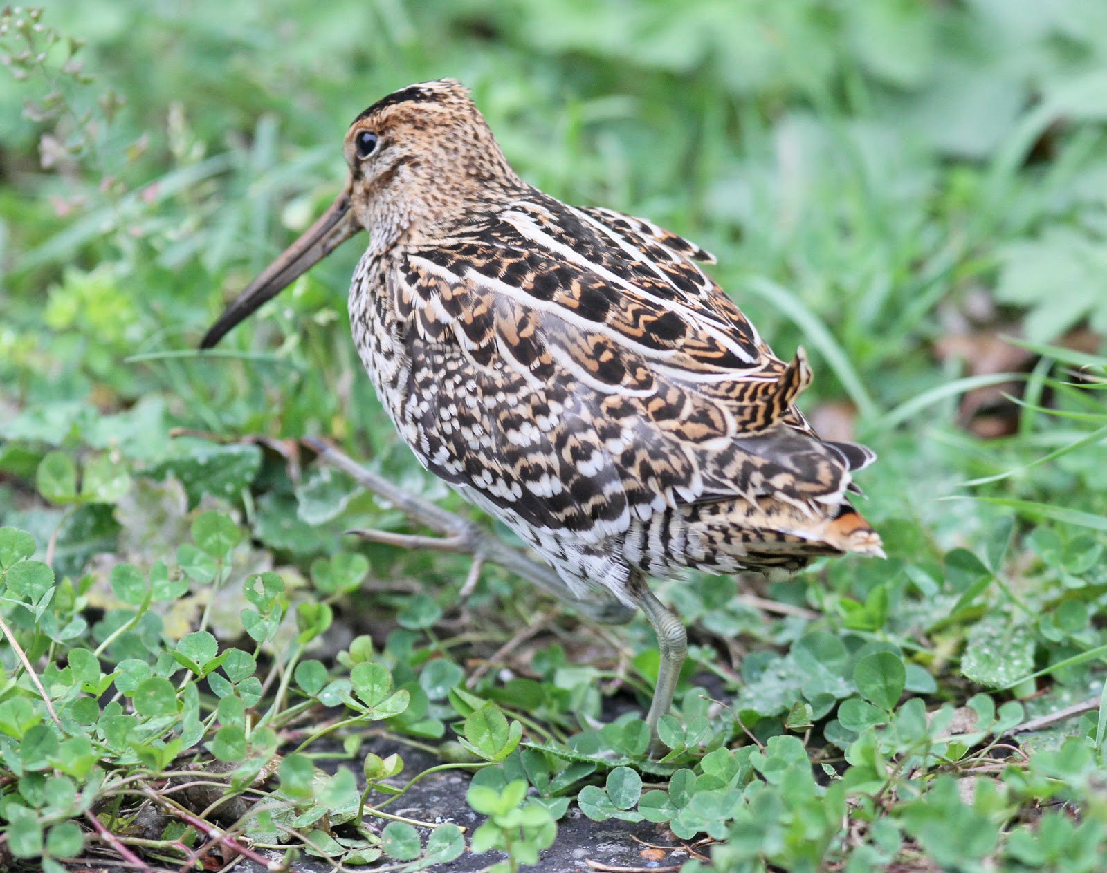 Simon and Karen Spavin: Great Snipe at Kilnsea, Spurn