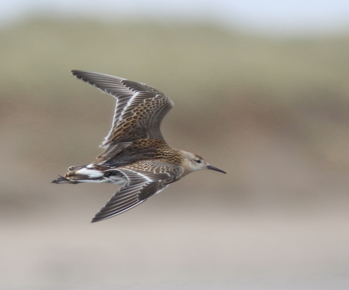 Kerry Birding: Ring-necked Ducks and Ruff