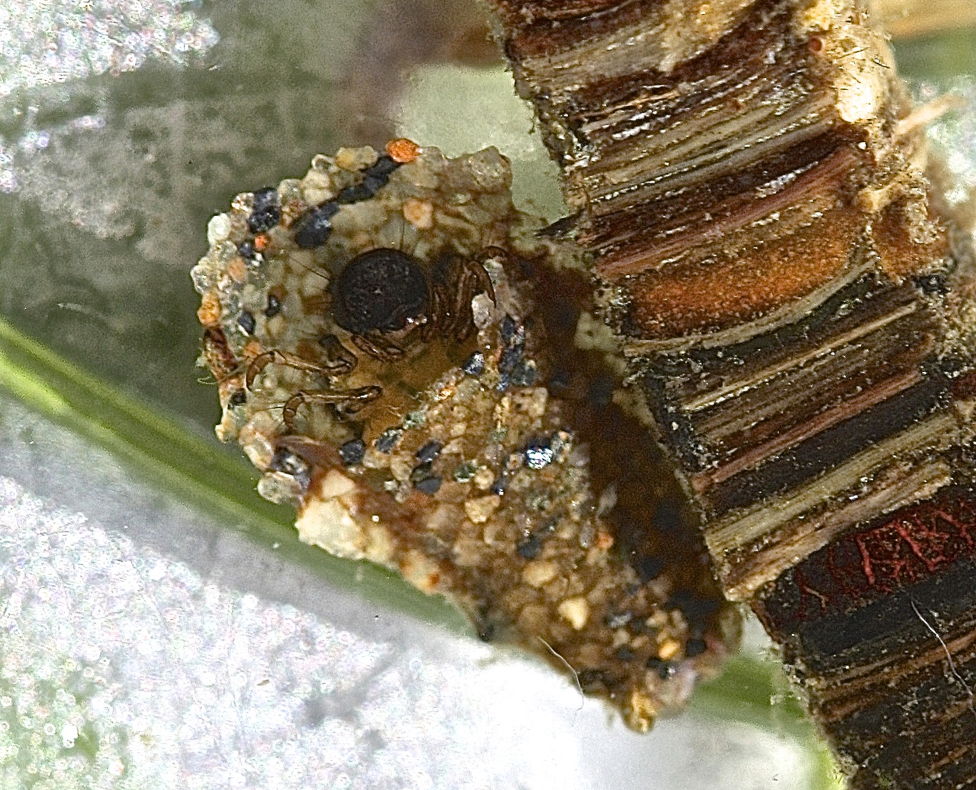 Aquatic Insects of Central Virginia: "Lumpers" and "Splitters" and the ...