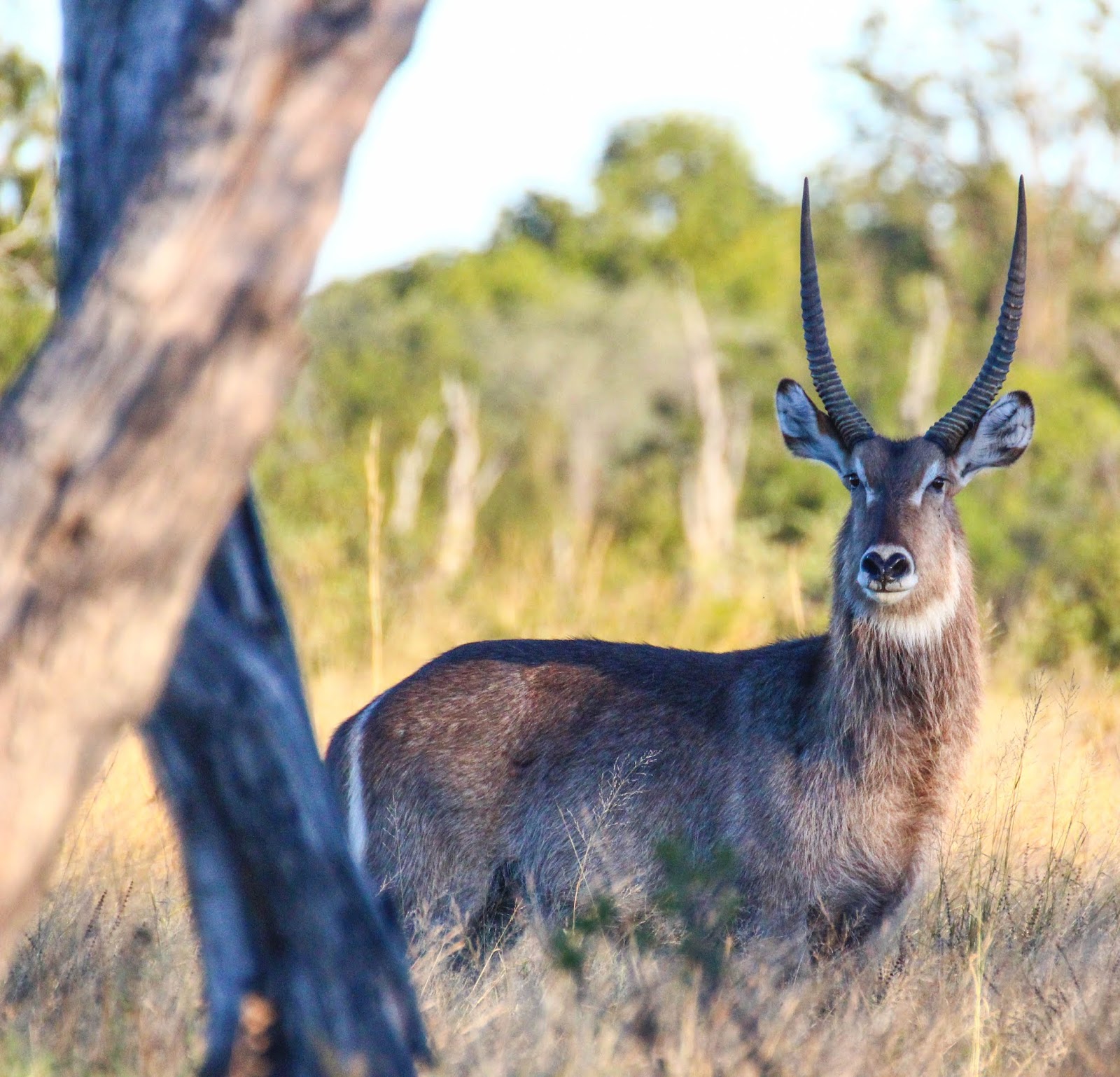 Cannundrums: Common or Ellipsen Waterbuck