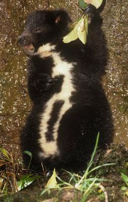 THE ANIMAL for JUST: Animals Marsupilia