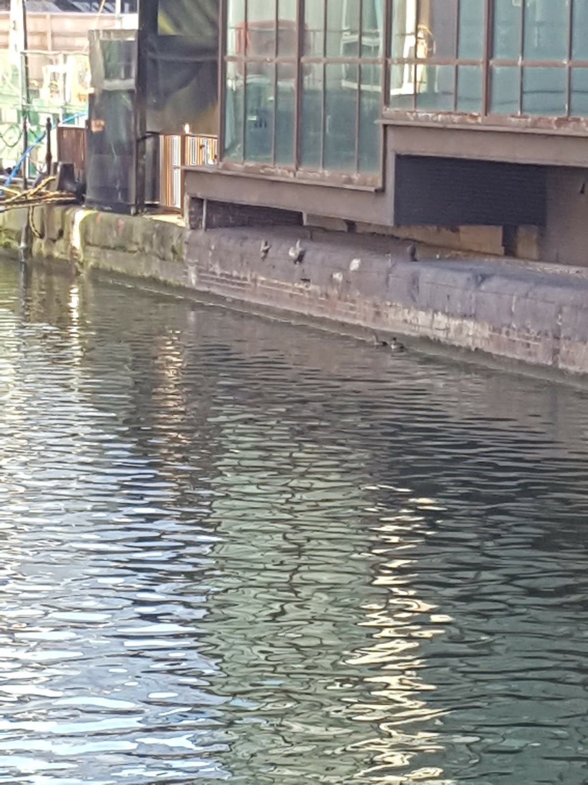 Wanstead Birder: Birding the desert