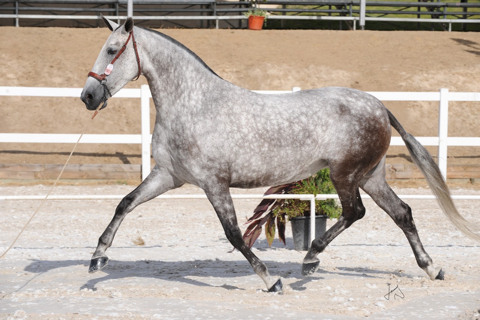 Blog de Yeguada La Troyeta: A LA VENTA EJEMPLARES DE CONCURSO