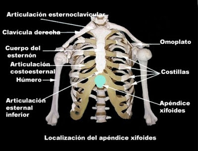 Una palabra al día: de la "A" a la "Z": xifoides