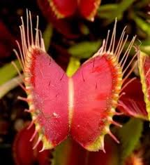 SERONOKNYA SAINS: POKOK VENUS FLYTRAP
