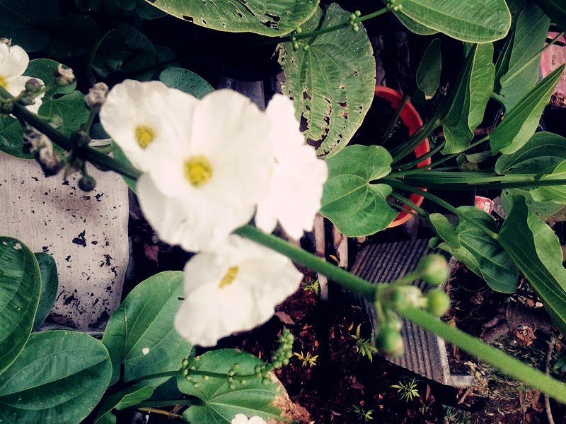 pillow dendron: pillow dendron