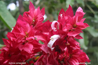 El Jardí de Menuda Natura: Jacobínia