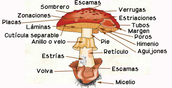 Tipos de Estructuras: Estructura de una Casa Hongo