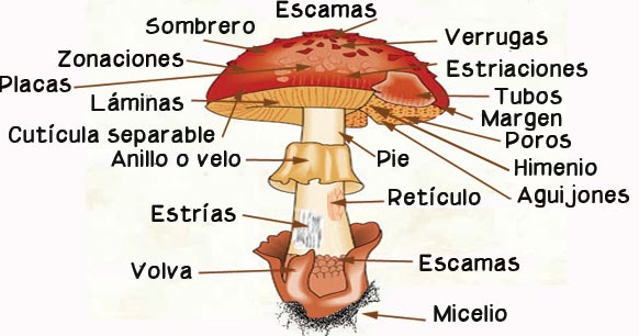 Biología y Botánica: HONGOS