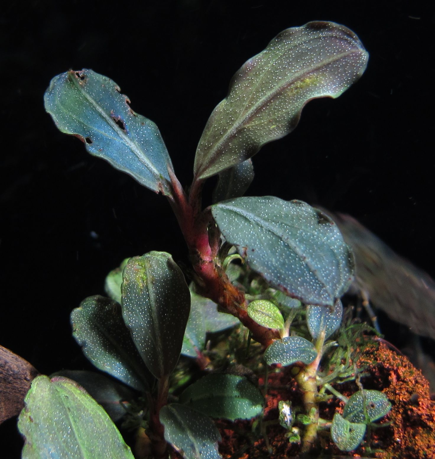 endemic plants: Bucephalandra sp. Cherish