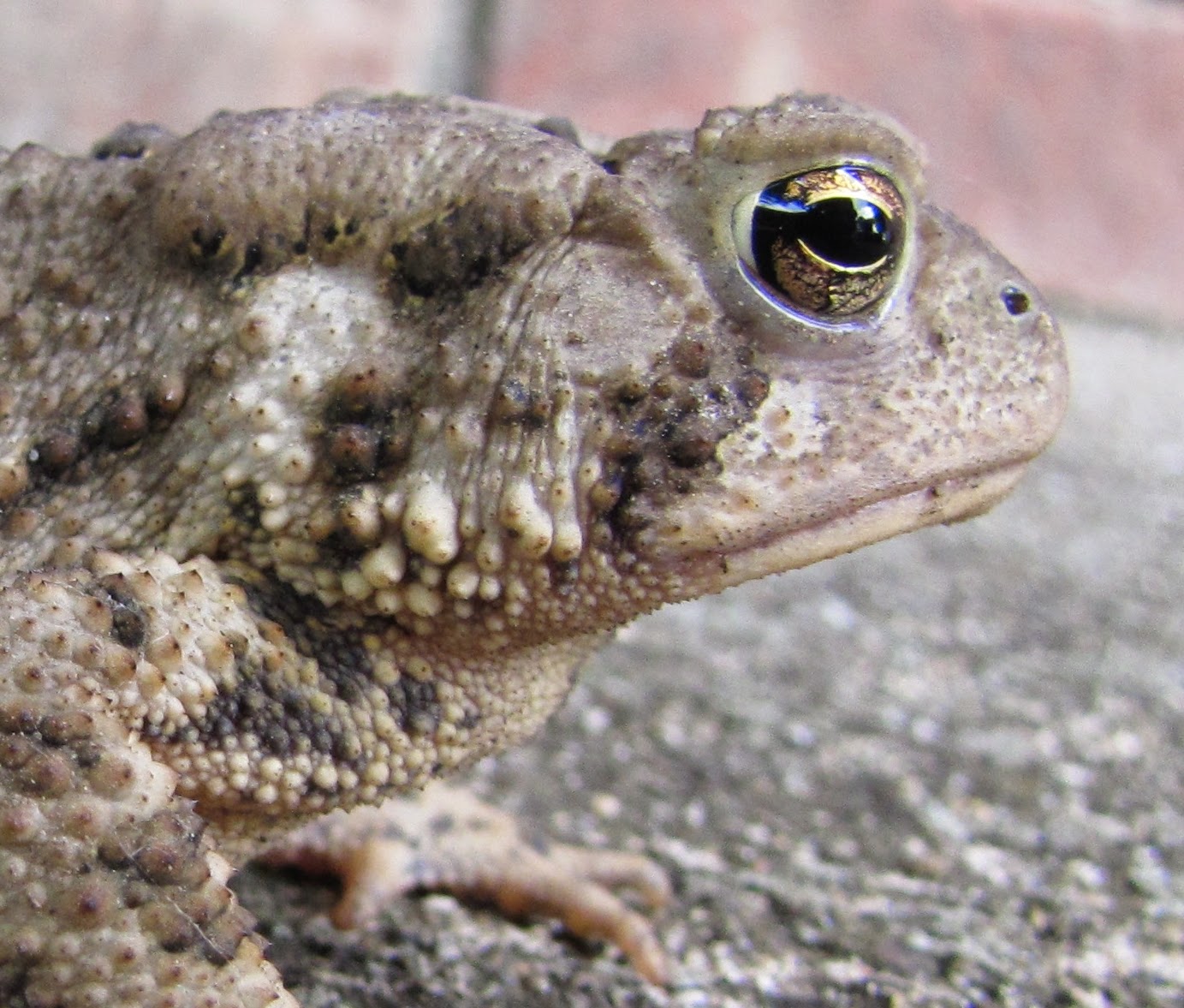 Pinehaven - Farmersville, Ohio: A Visit from Mr. Toad