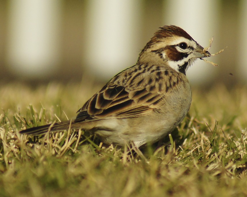 Butler's Birds: Lovely Birds Low to the Ground