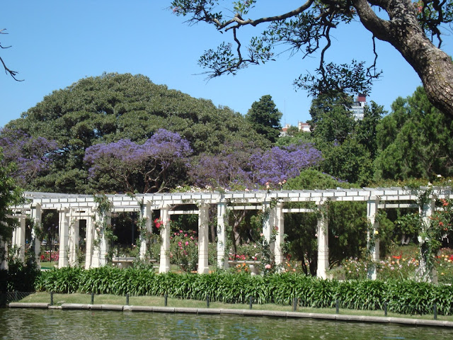 November in Buenos Aires, Jacaranda trees in bloom | My Buenos Aires ...