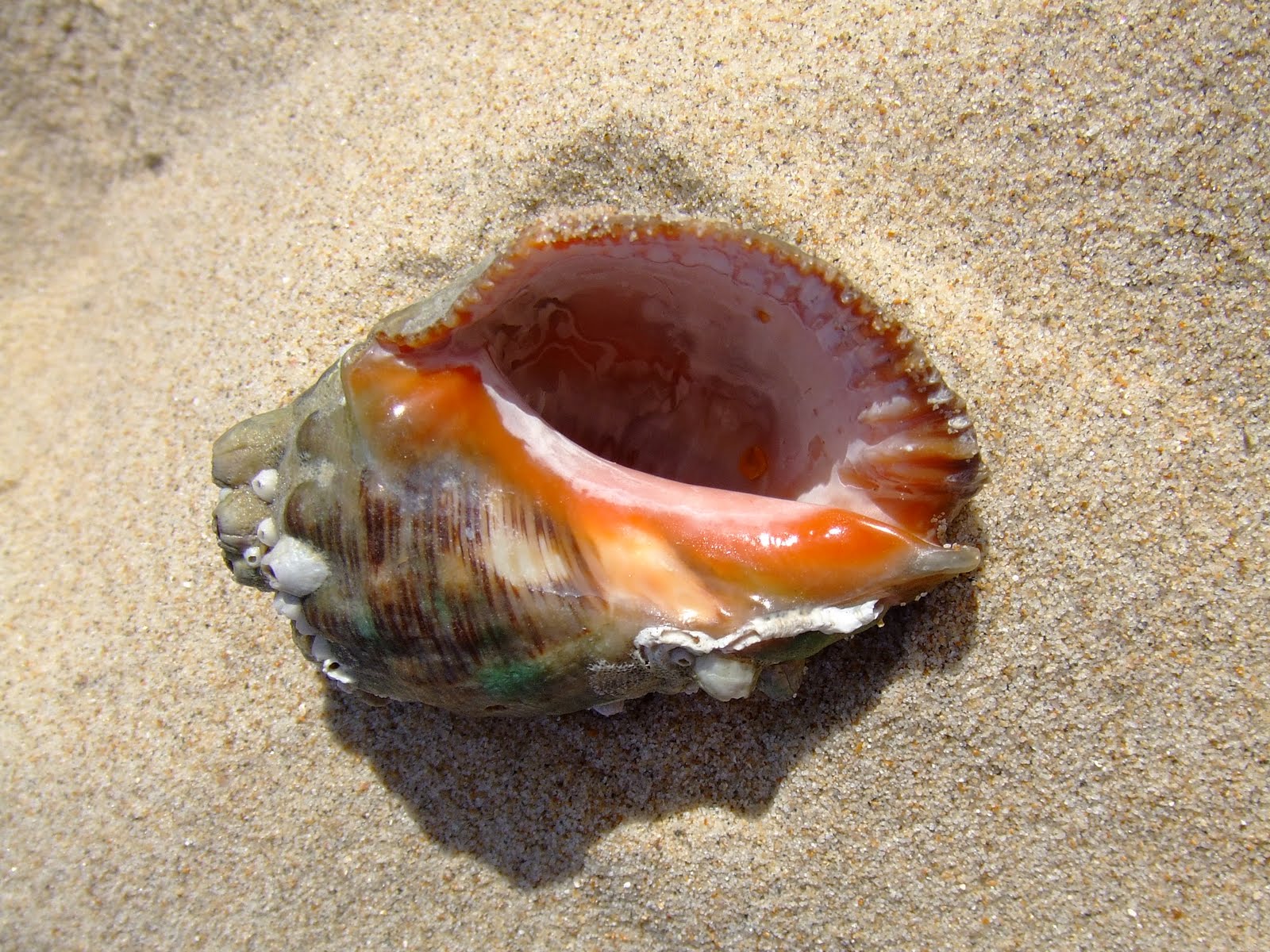 La cueva del tasugo: LA CARACOLA DE MAR
