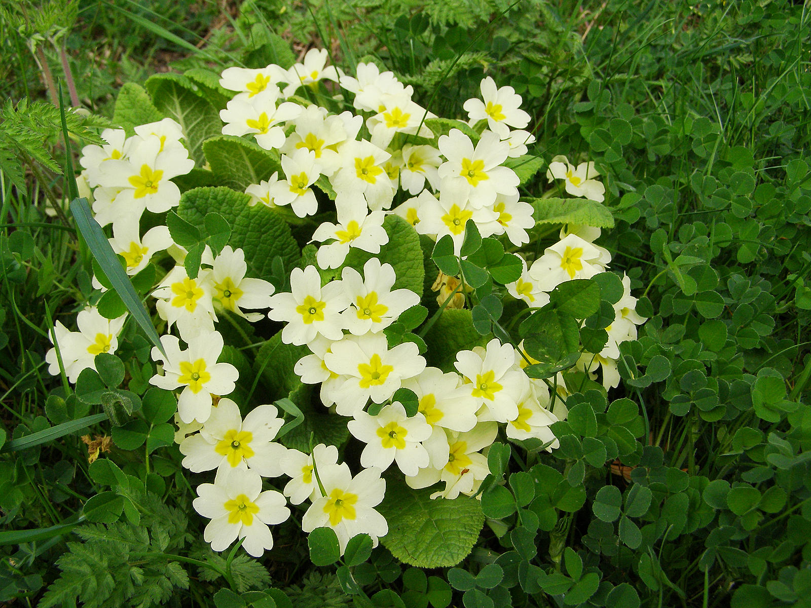 Random Jottings: Primrose Path