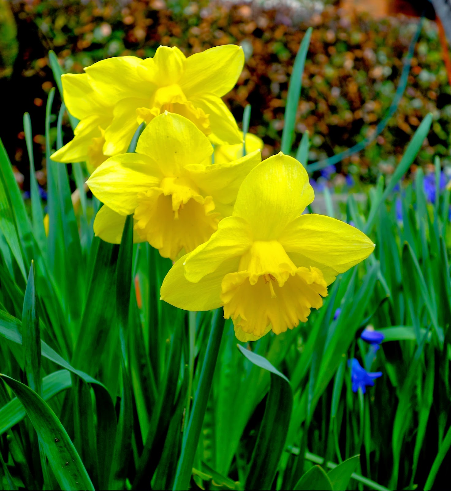 Shoreline Area News: Spring flowers